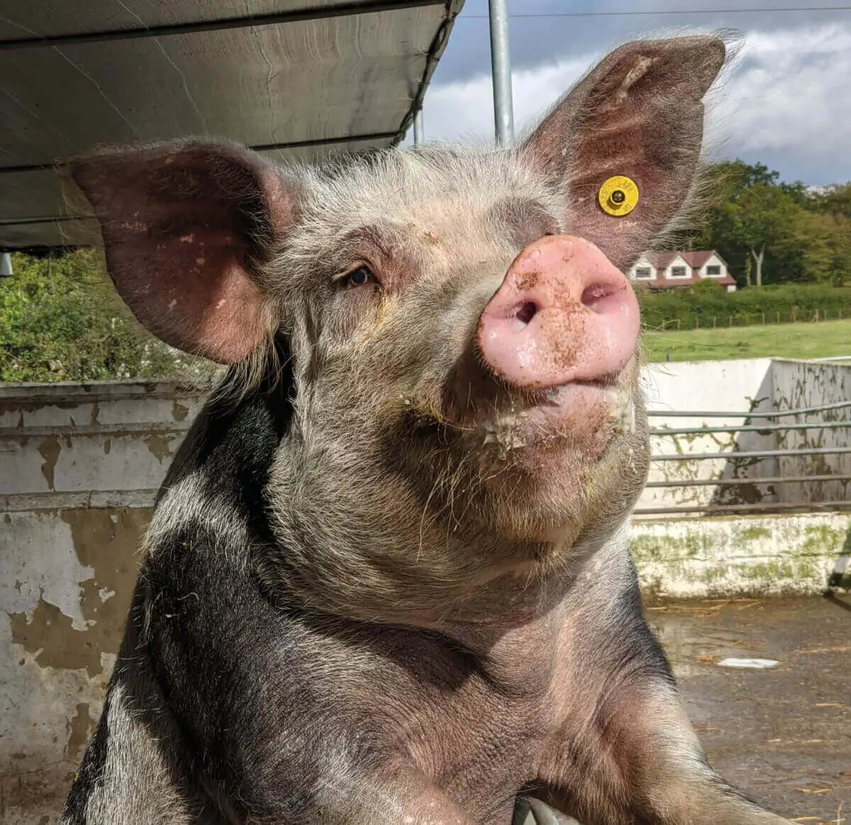 About - Princess Christian’s Farm